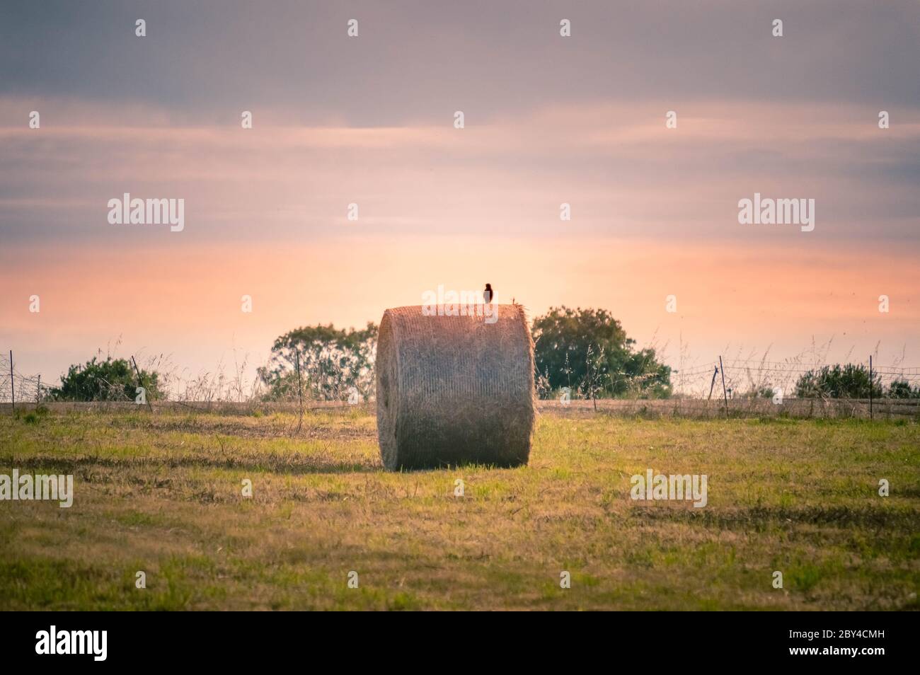 Haystacks in a field during a sunset Stock Photo - Alamy