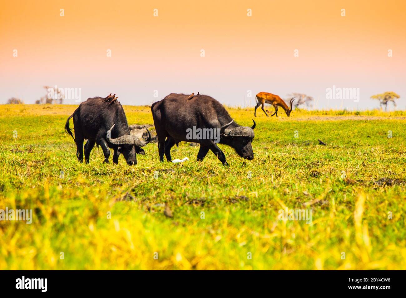 Grazing buffalos and birds sitting on them, Chobe Riverfront National ...