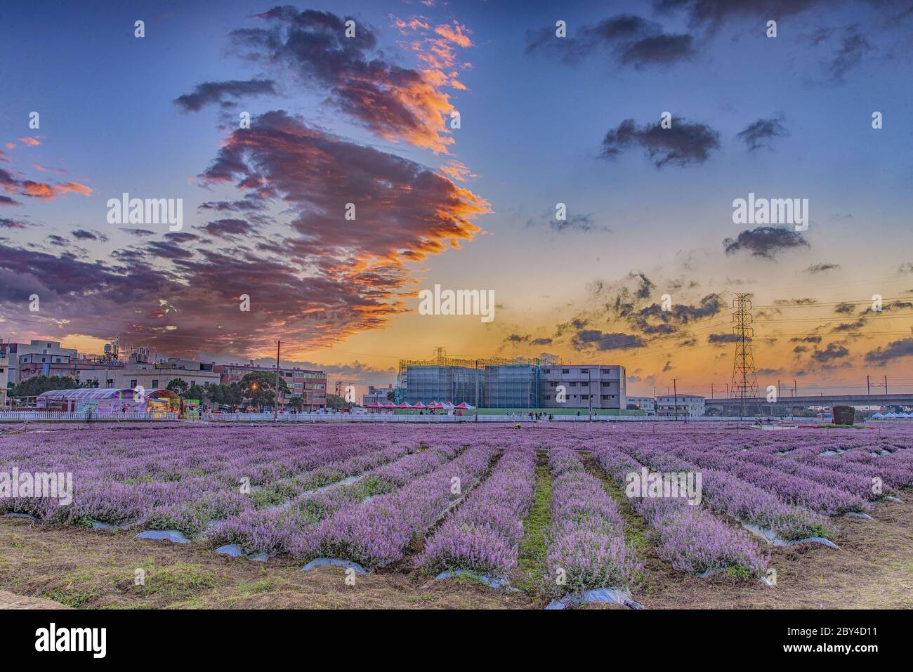 Purple flower garden against the sky Chinese Mesona field Yangmei ...