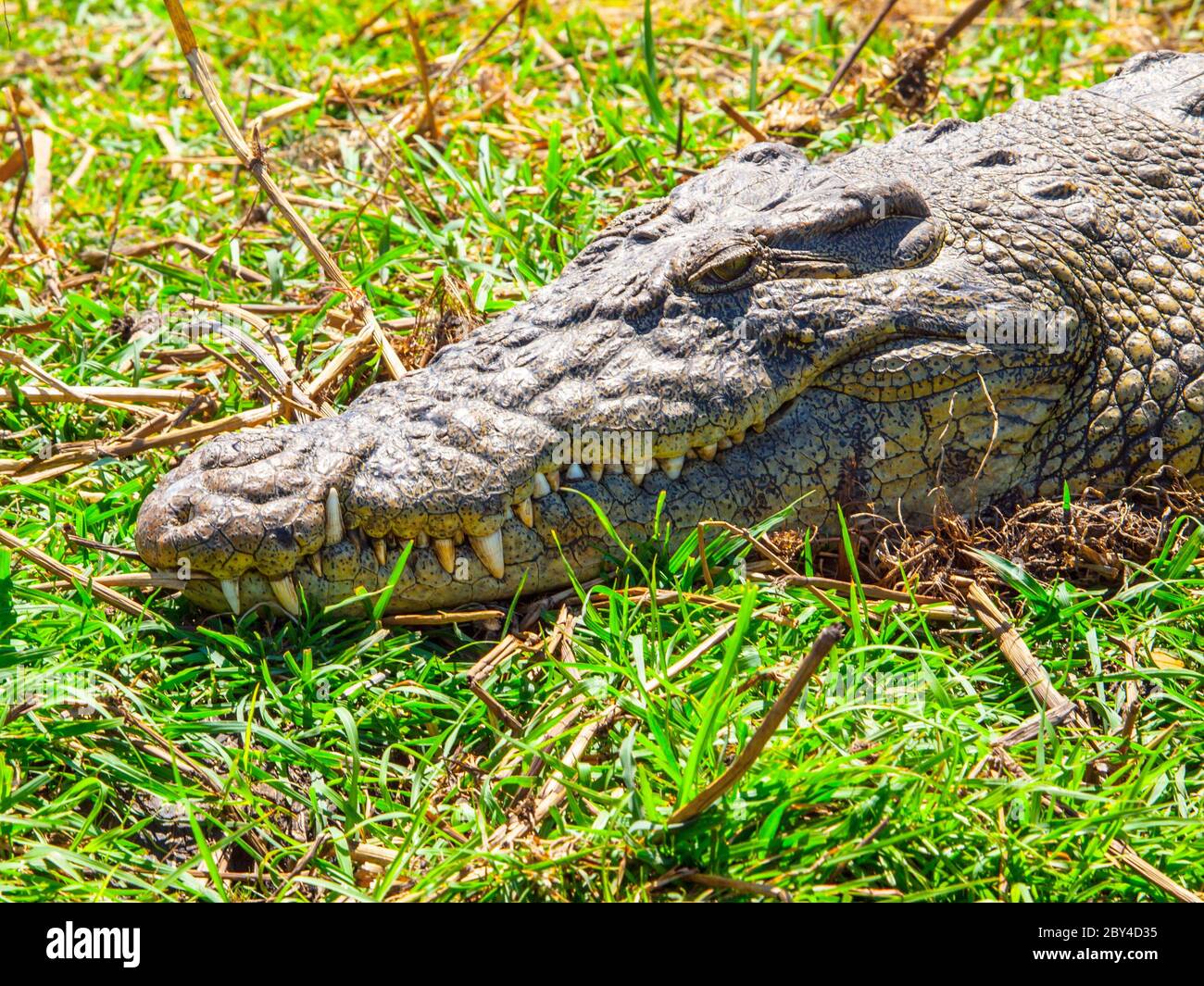 Crocodile portrait. Croc hidden in the grass Stock Photo - Alamy
