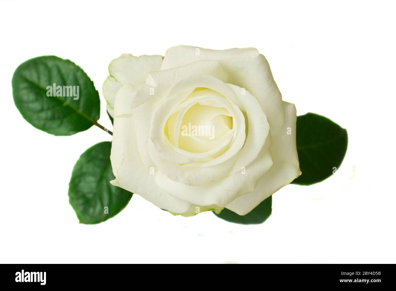one white rose Stock Photo - Alamy