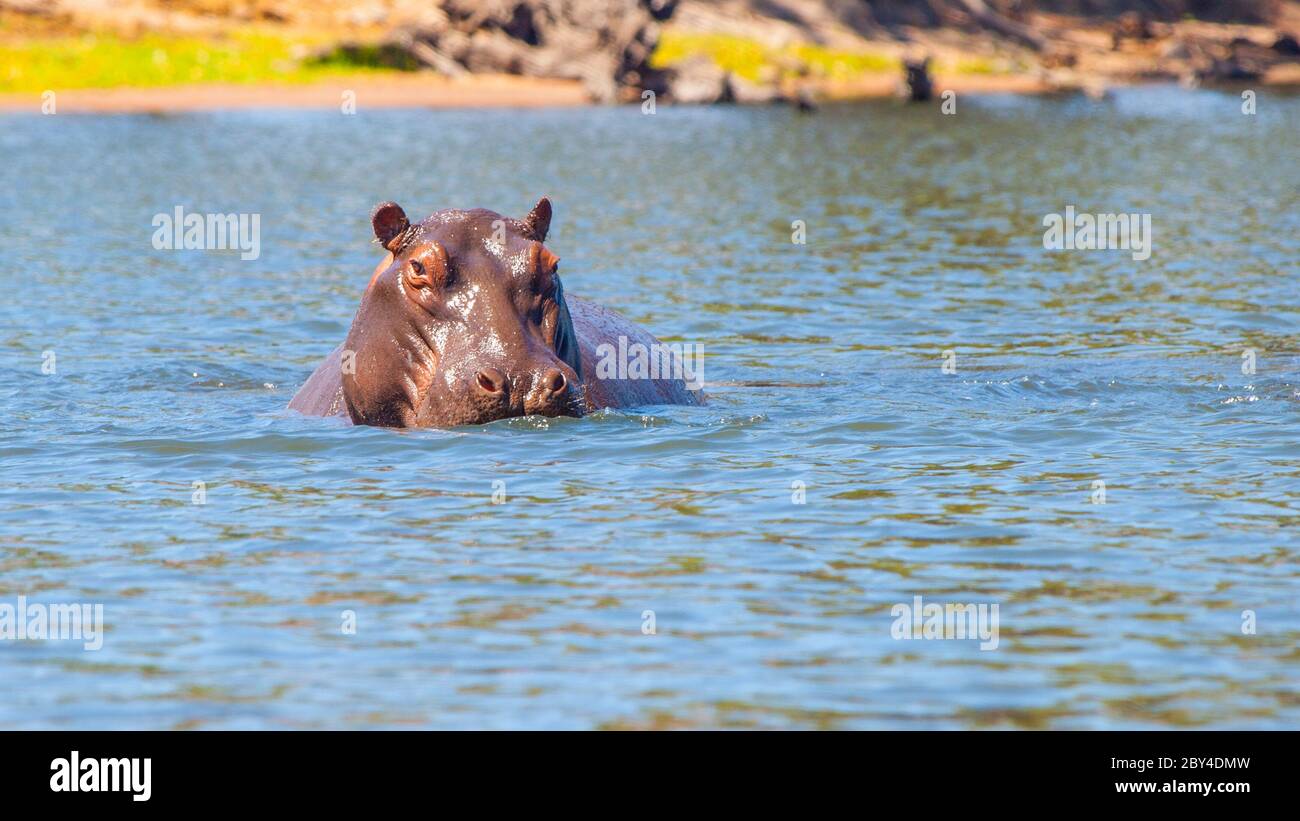 Hippo habitat hi-res stock photography and images - Alamy