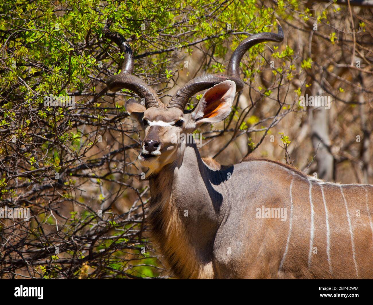 Hungry kudu antelope eating from tree Stock Photo - Alamy