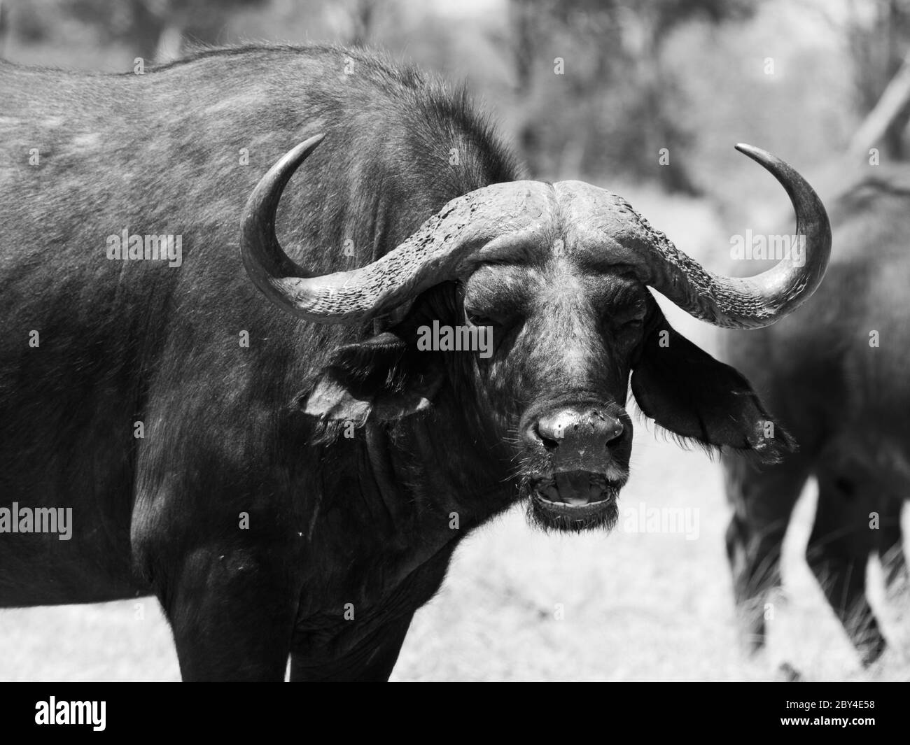Botswana cattle hi-res stock photography and images - Alamy