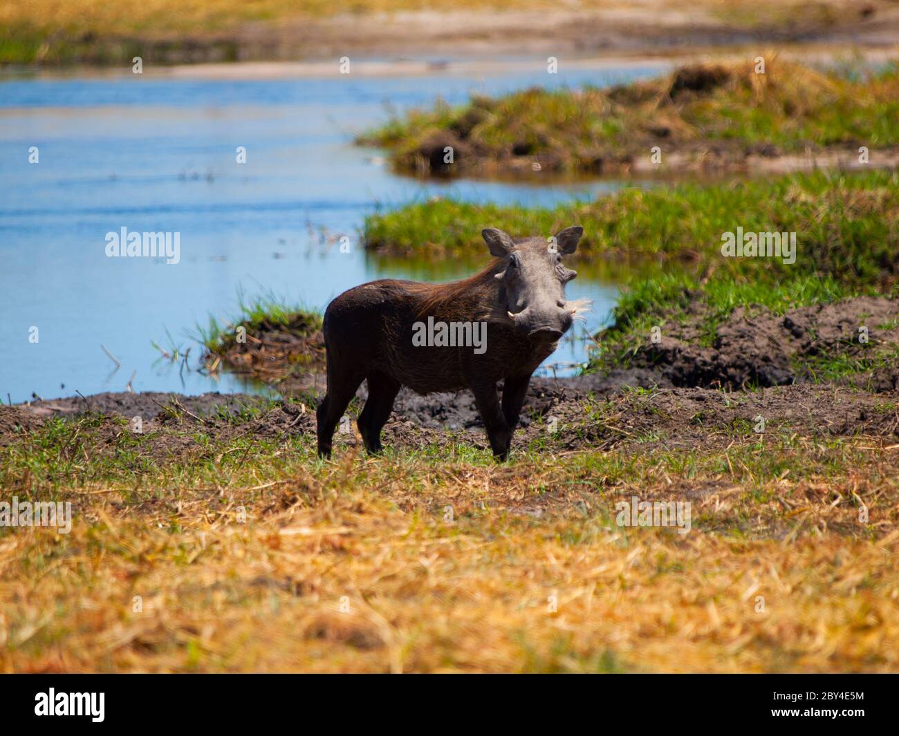 Warthog (Phacochoerus africanus) in savanna on safari game drive Stock ...