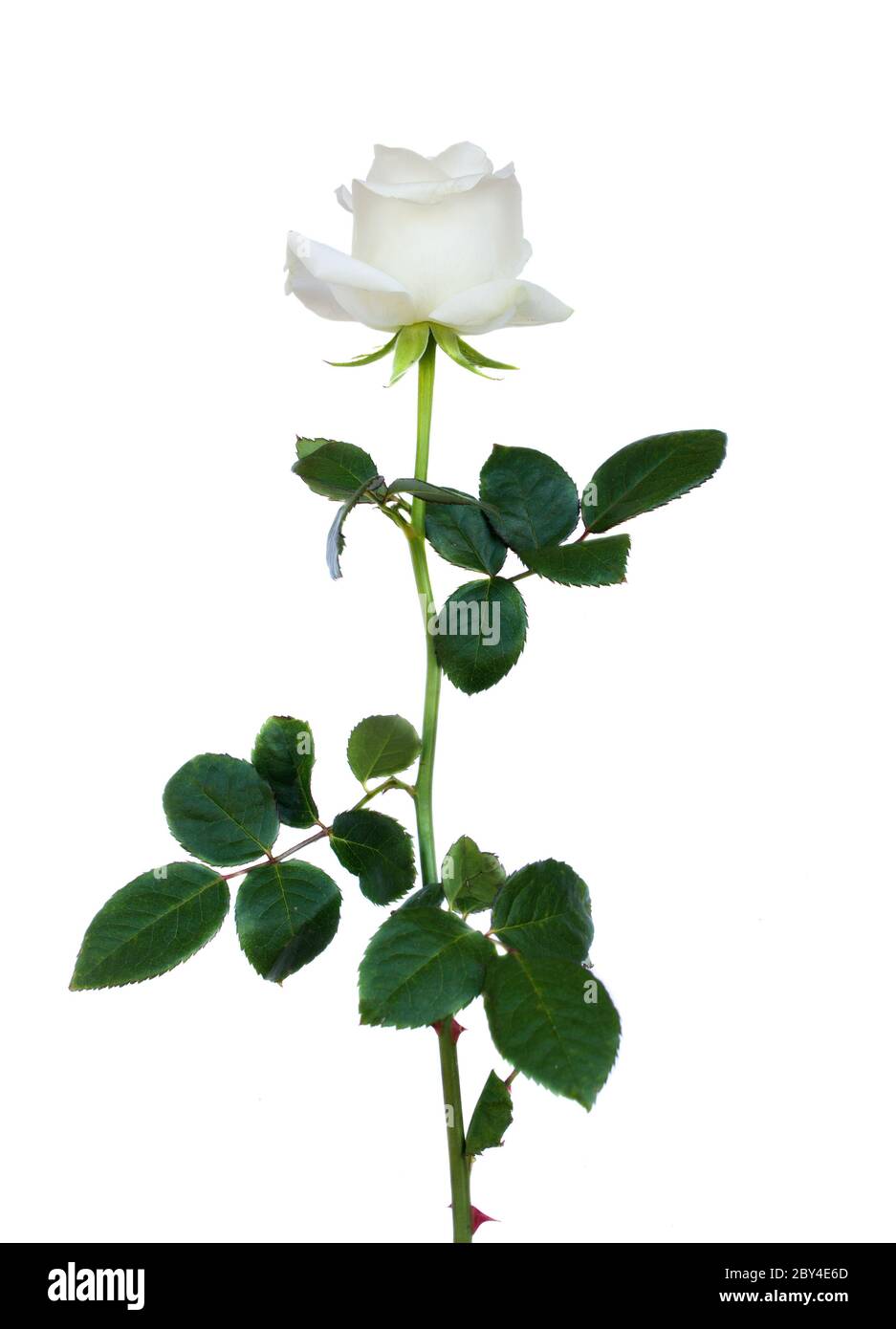 one white rose Stock Photo - Alamy