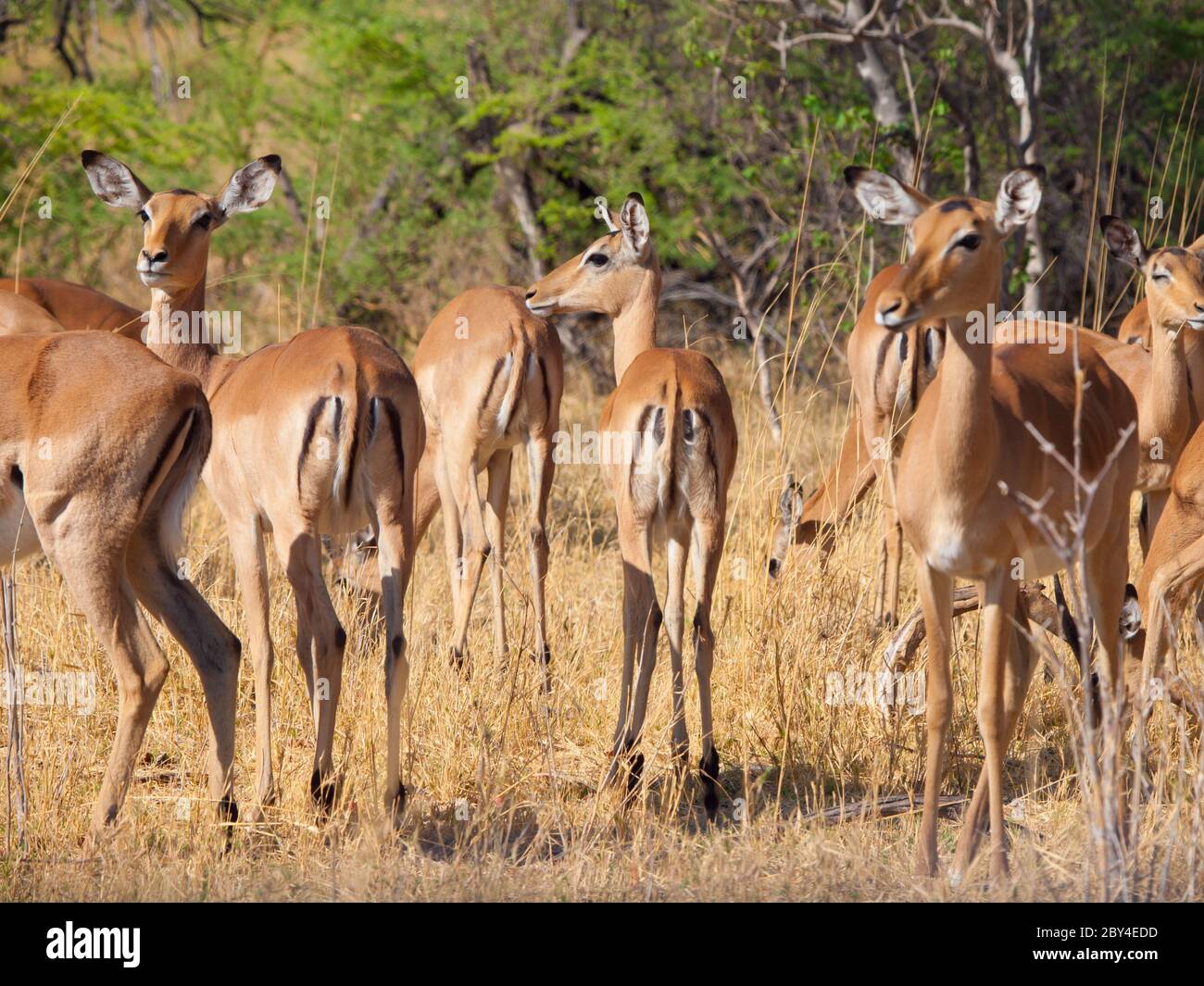 Impala herd near water hole (Moremi Game Reserve, Botswana Stock Photo ...