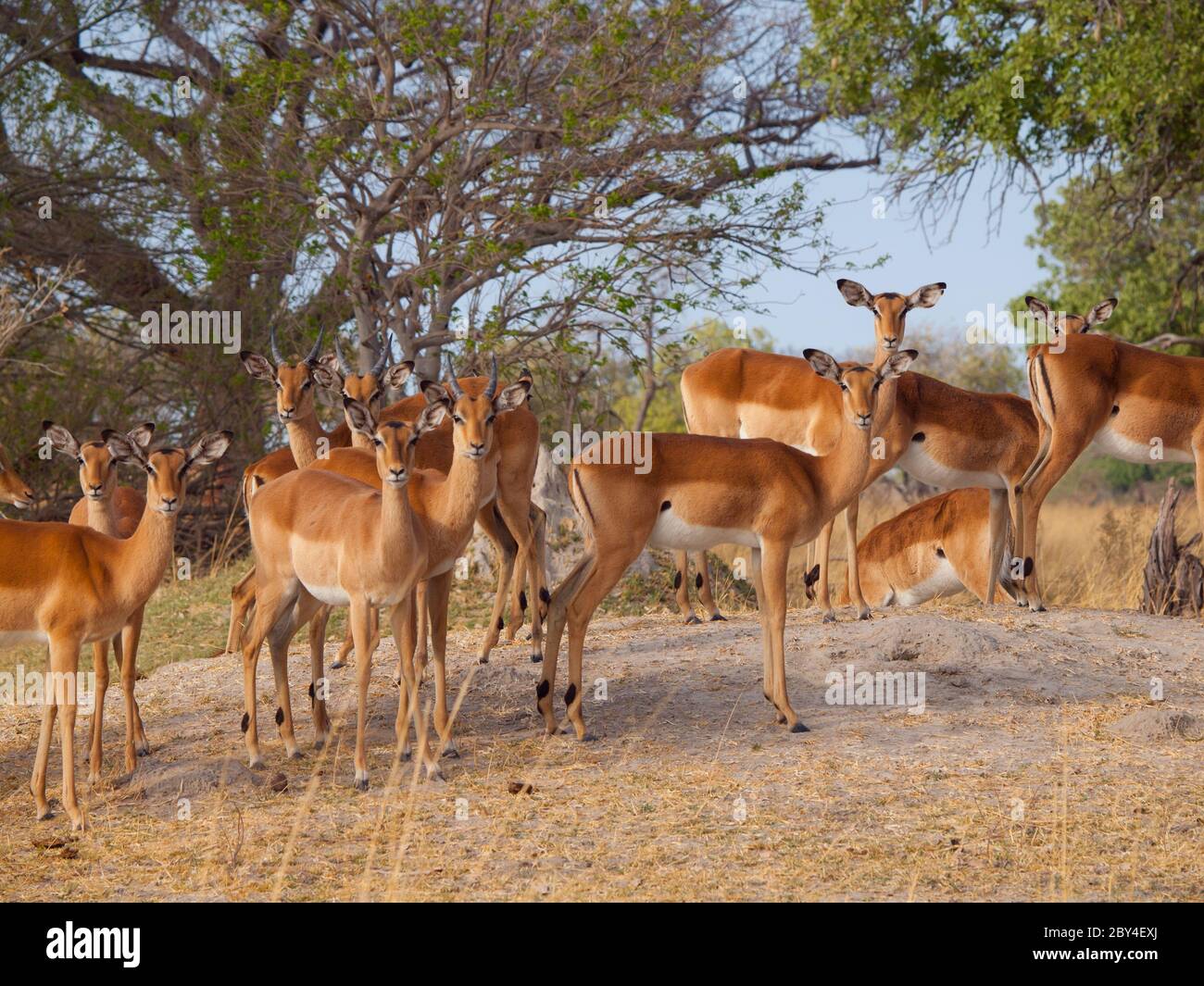 Impala herd near water hole Stock Photo - Alamy