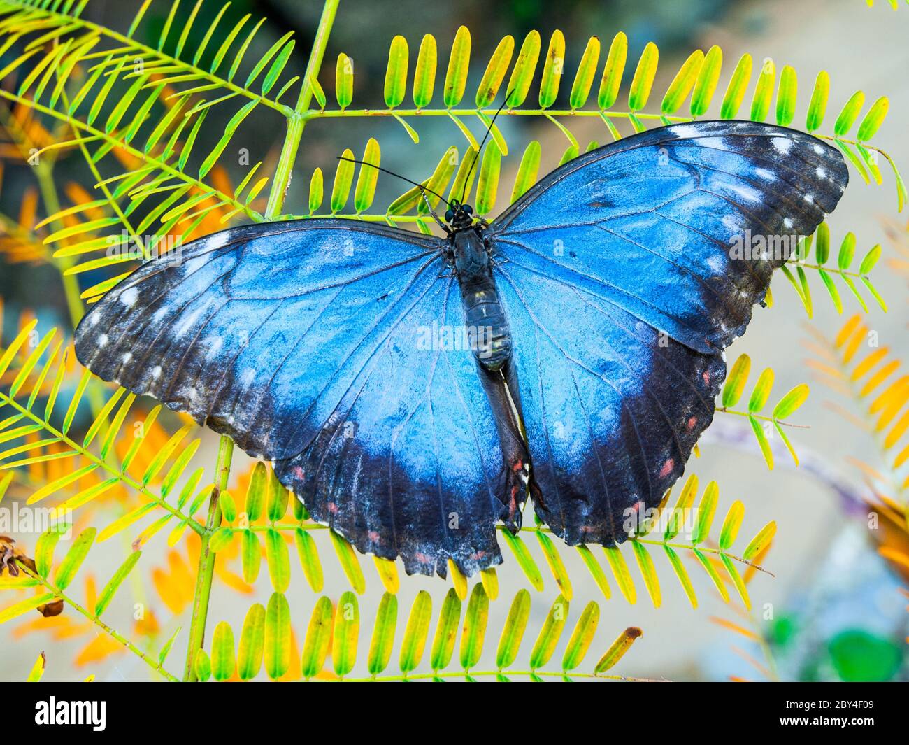 Blue morpho butterfly wing hi-res stock photography and images - Alamy