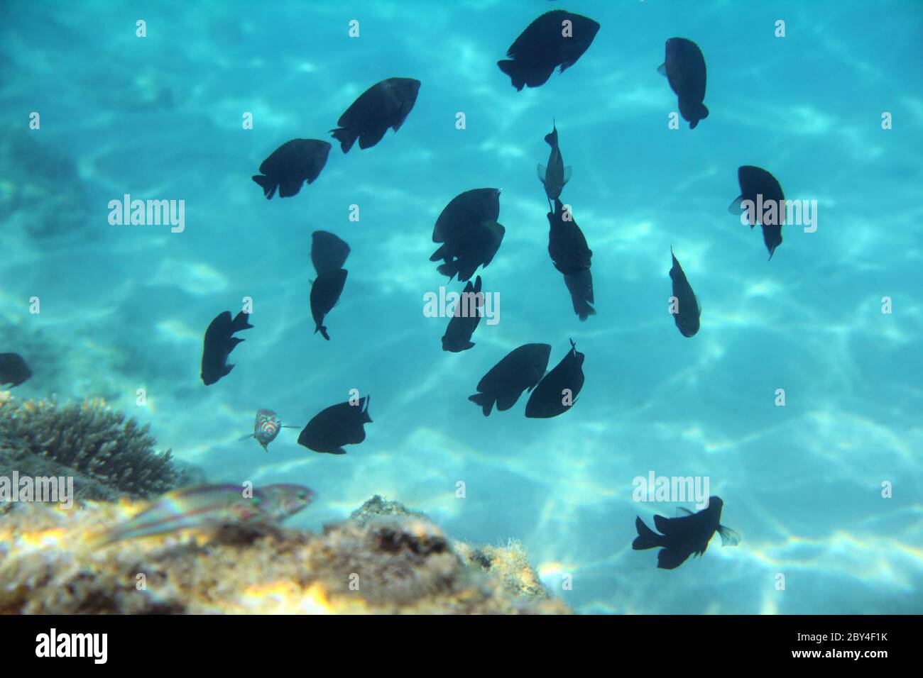 tropical fish swim among coral Stock Photo - Alamy