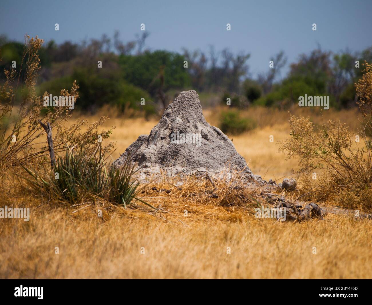 Termite hill in Okavango region (Moremi Game Reserve, Botswana Stock ...