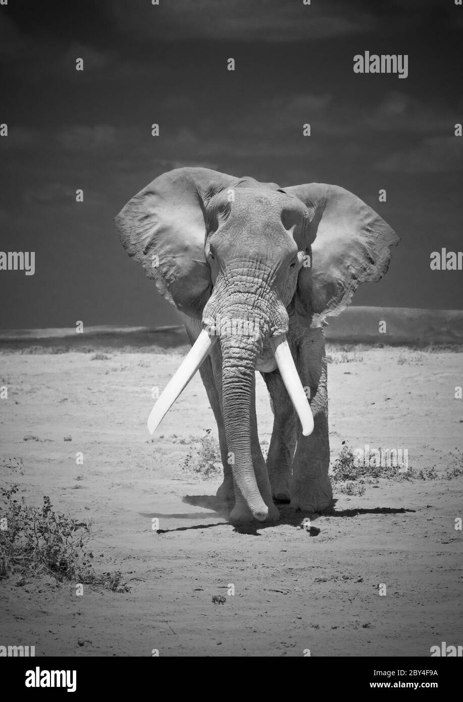 Very old elephant Black and White Stock Photos & Images - Alamy