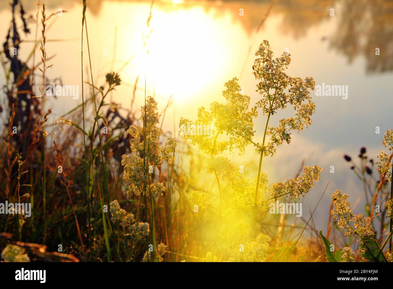 Riverside Grass High Resolution Stock Photography and Images - Alamy