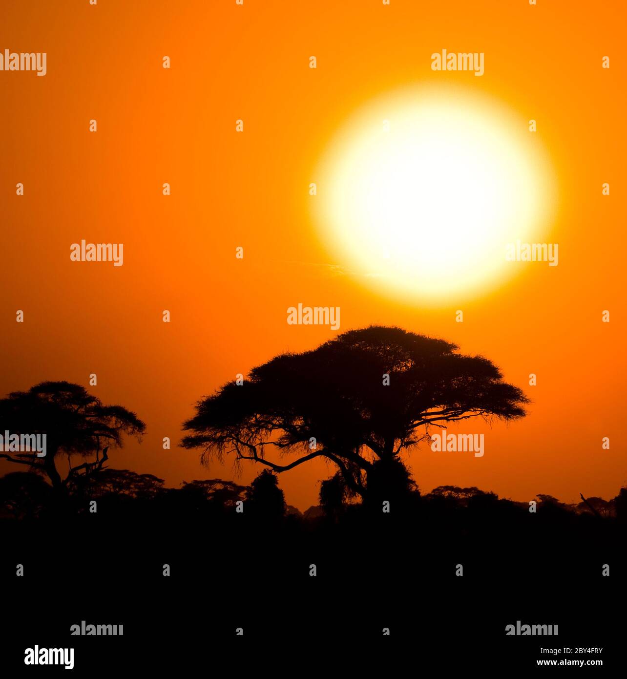 african sunset in savannah Stock Photo - Alamy