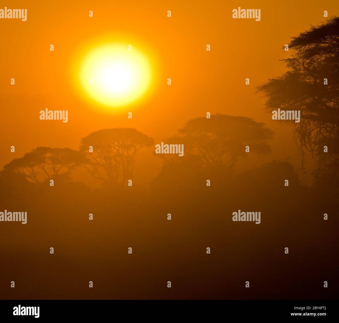 Savannah tranquil hi-res stock photography and images - Alamy