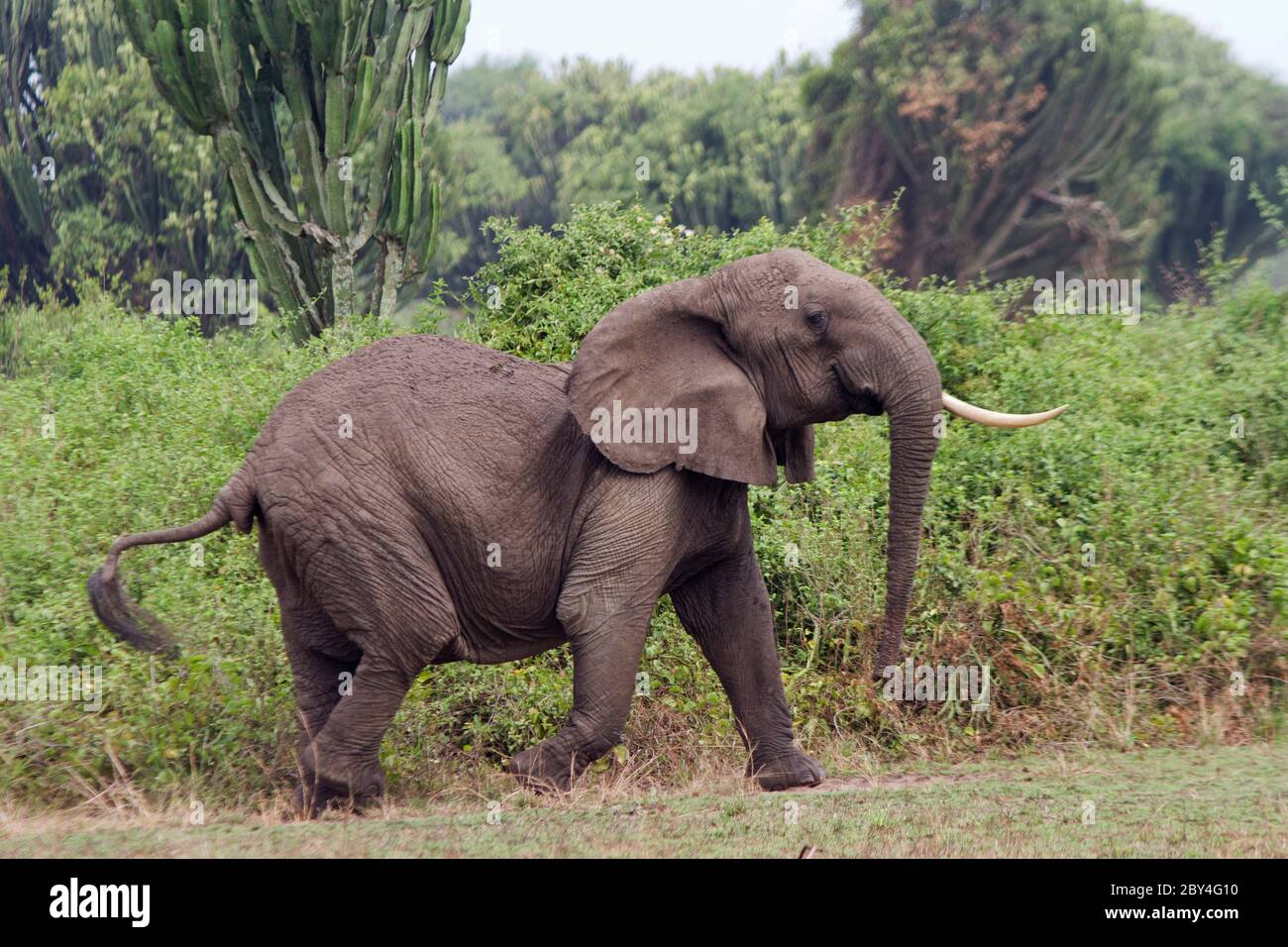 An old one tusked Elephant cow acts in an obviously agitated manner as ...