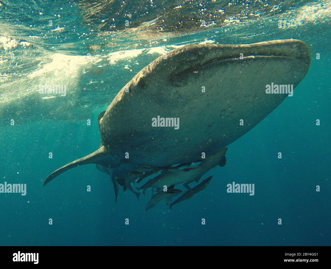 Dolphin swimming in tropical water hi-res stock photography and images ...