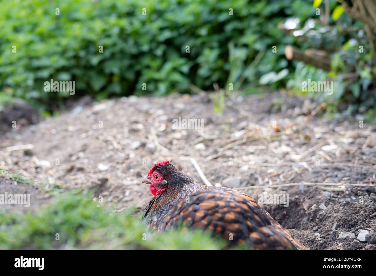 Adult free range hen chicken seen having a dust bath in dry soil. Part ...