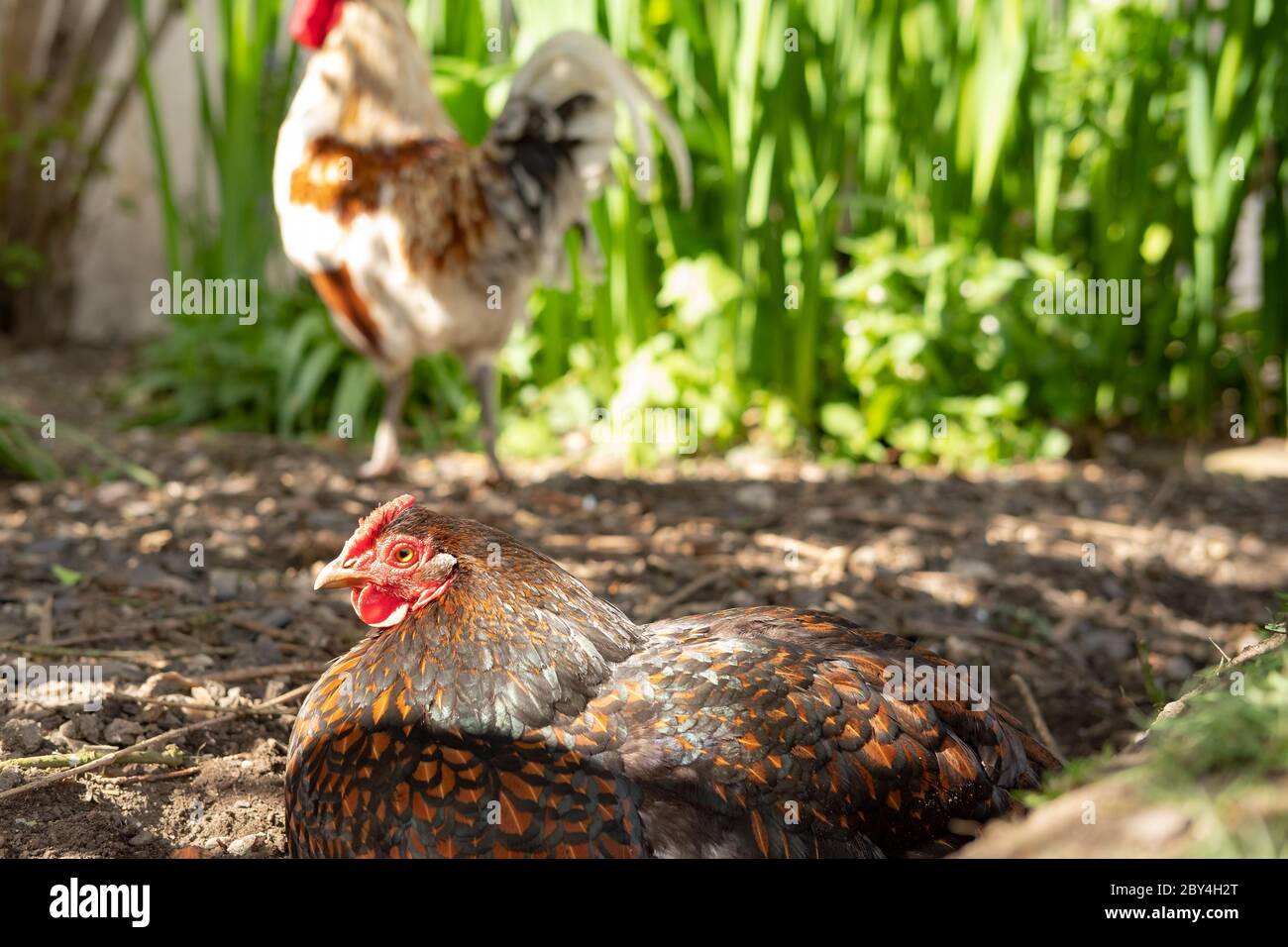 Adult free range hen chicken seen having a dust bath in dry soil. Part ...