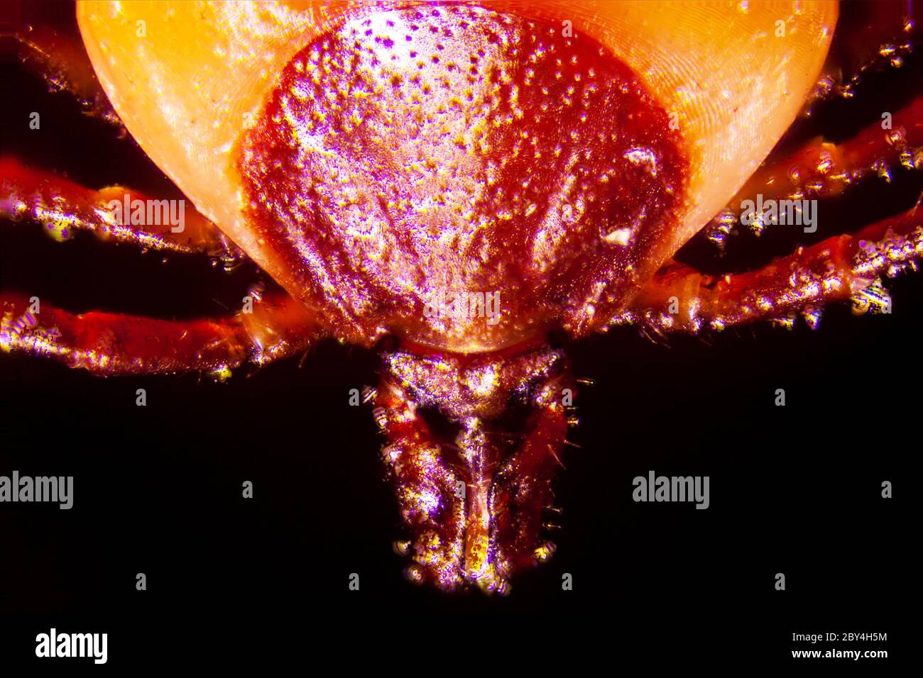 Ixodes Ricinus High Resolution Stock Photography and Images - Alamy