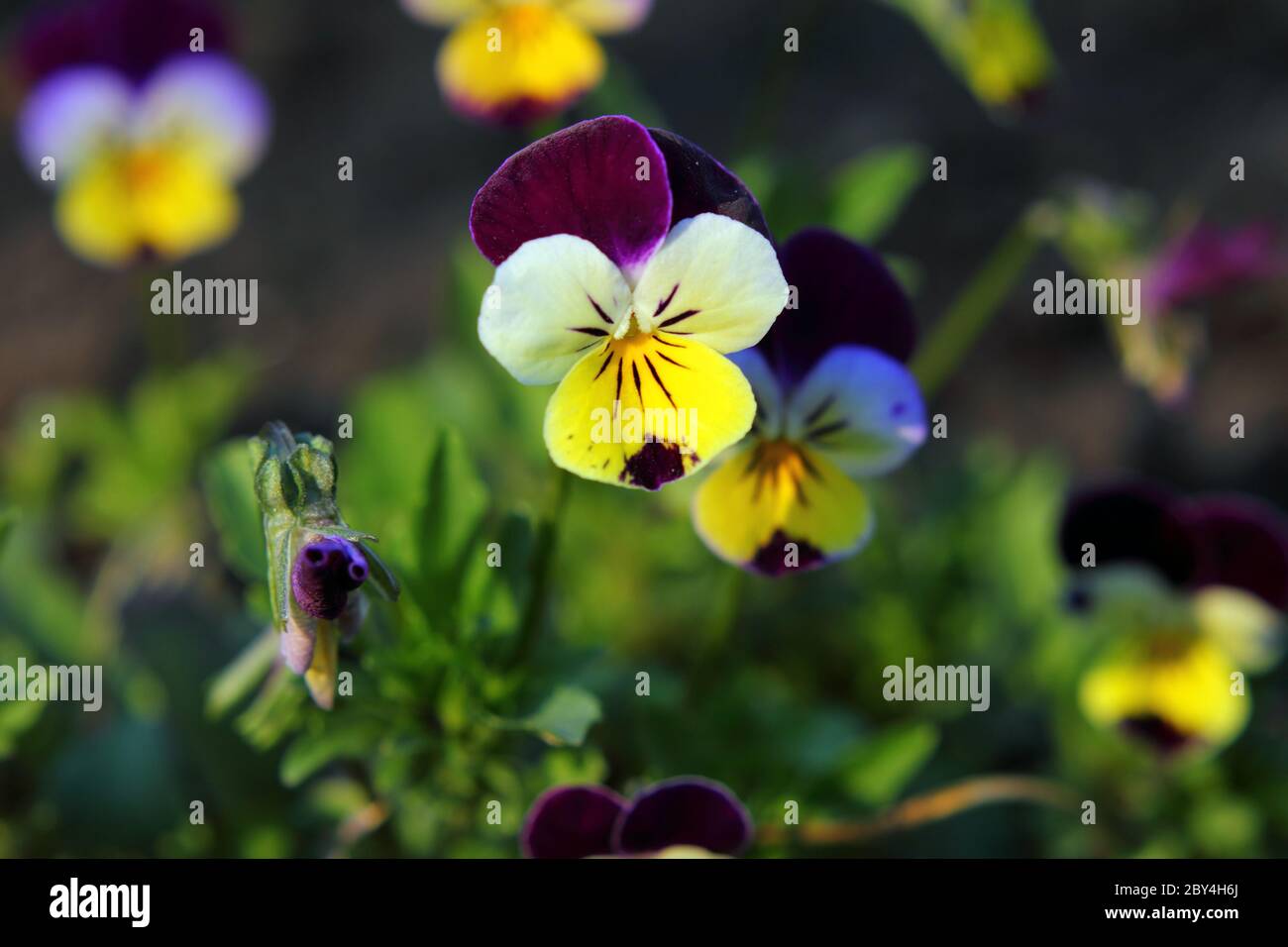 small pansy flowers Stock Photo - Alamy