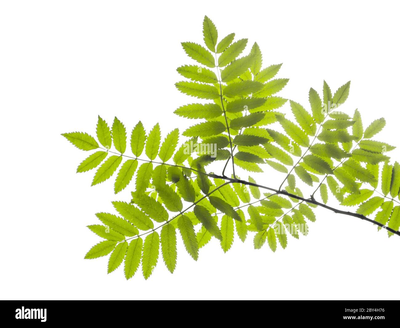 Translucent leaf Cut Out Stock Images & Pictures - Alamy