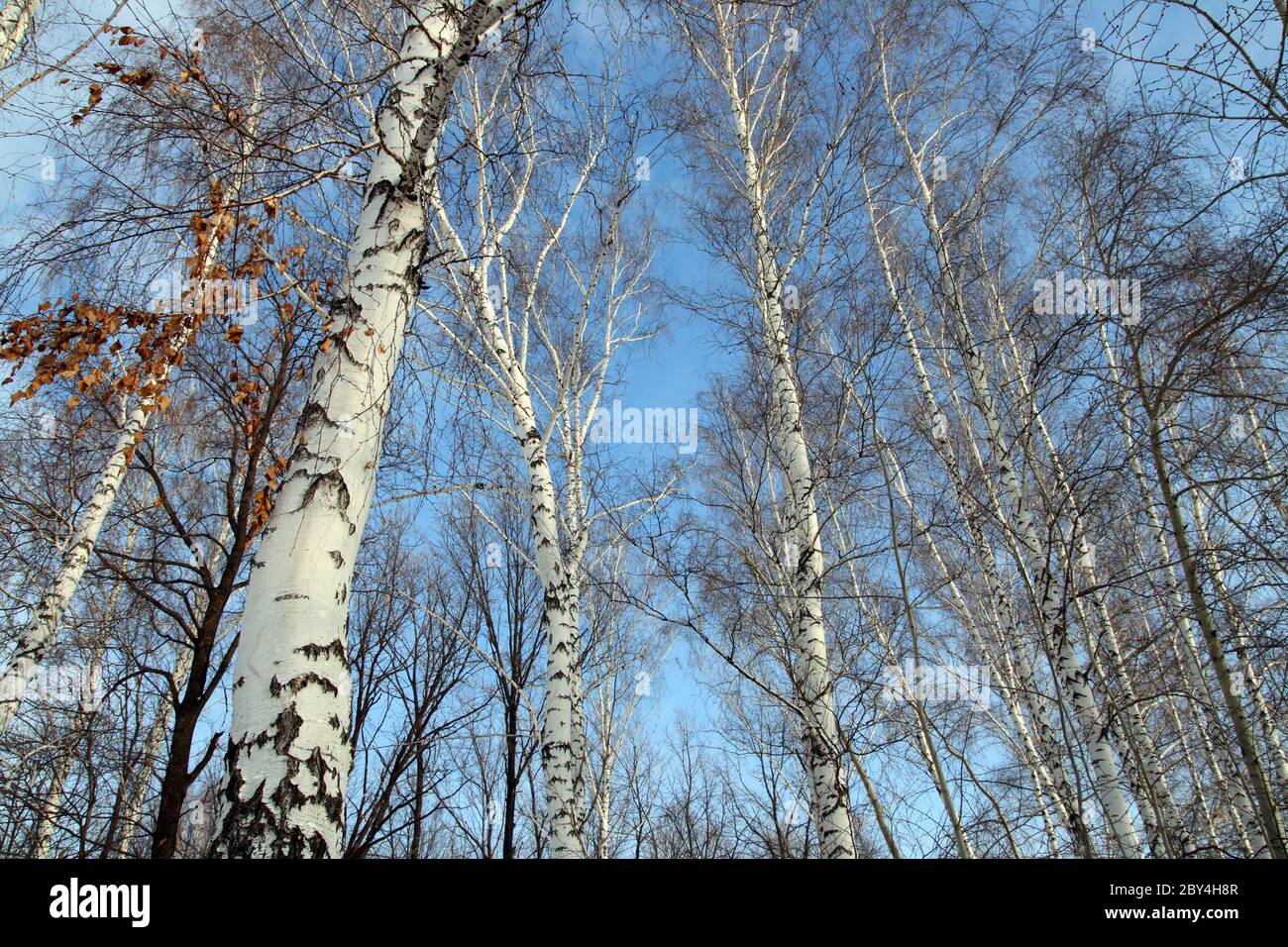 tops of bare birch trees Stock Photo - Alamy