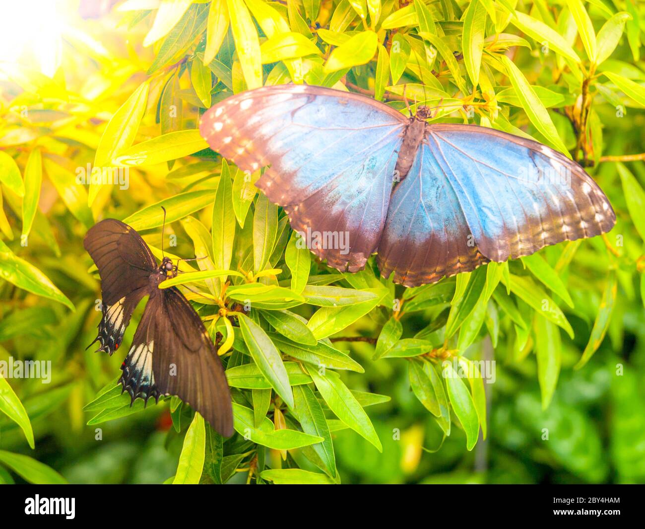 Blue Morpho Butterfly Wing High Resolution Stock Photography and Images ...