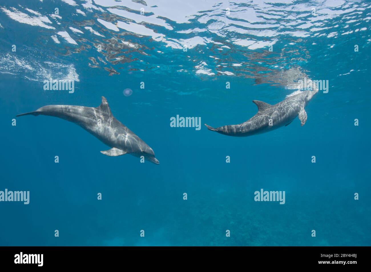 Indo pacific bottlenose dolphins hi-res stock photography and images ...