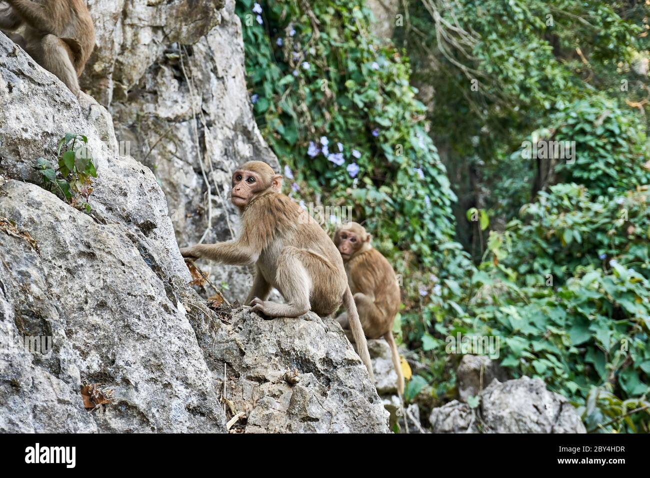 Monkey babys on stone wall at monkey temple Wat Tham Pla-Pha Sua ...