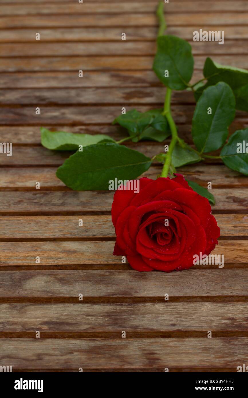 perfect red rose Stock Photo - Alamy