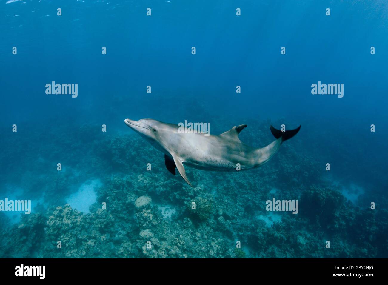Indo pacific bottlenose dolphin hi-res stock photography and images - Alamy