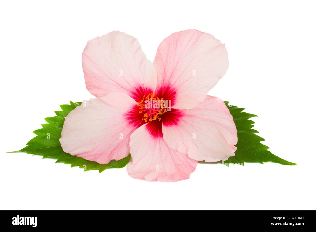 Close up flower hibiscus Cut Out Stock Images & Pictures - Alamy