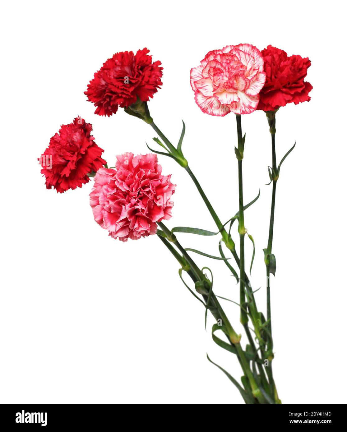 Carnation bouquet Cut Out Stock Images & Pictures - Alamy