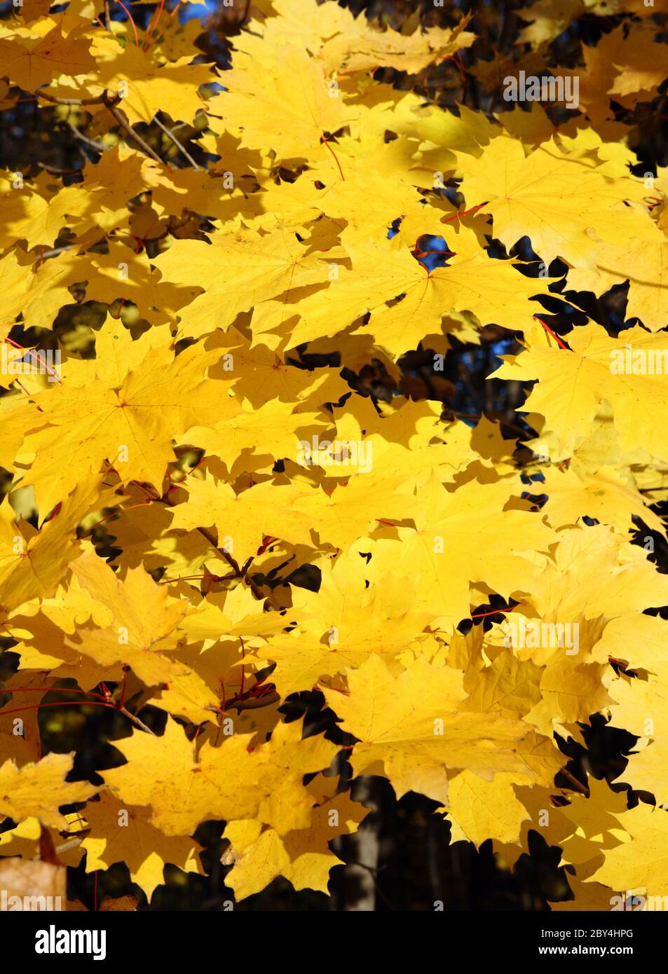 bright yellow maple leaves Stock Photo - Alamy