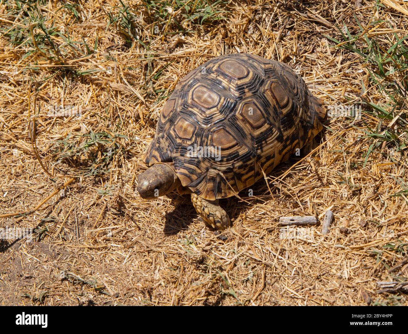 African turtle in the dry grassland Stock Photo - Alamy