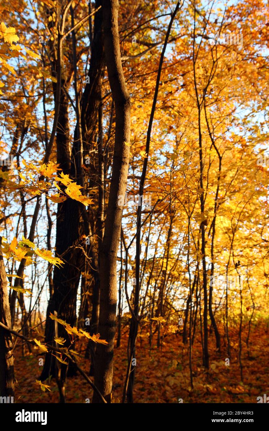 Autumn trees sunset hi-res stock photography and images - Alamy