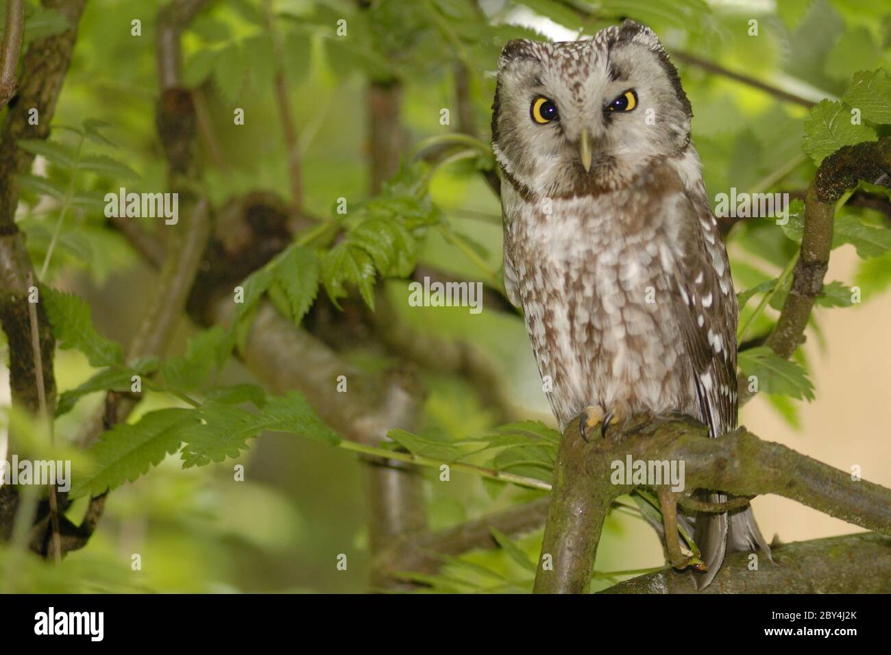 Rough legged owl hi-res stock photography and images - Alamy