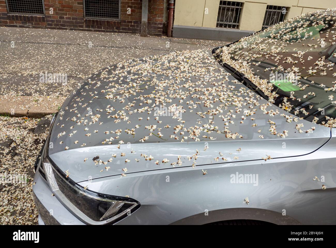 Yellow Pollen On Cars
