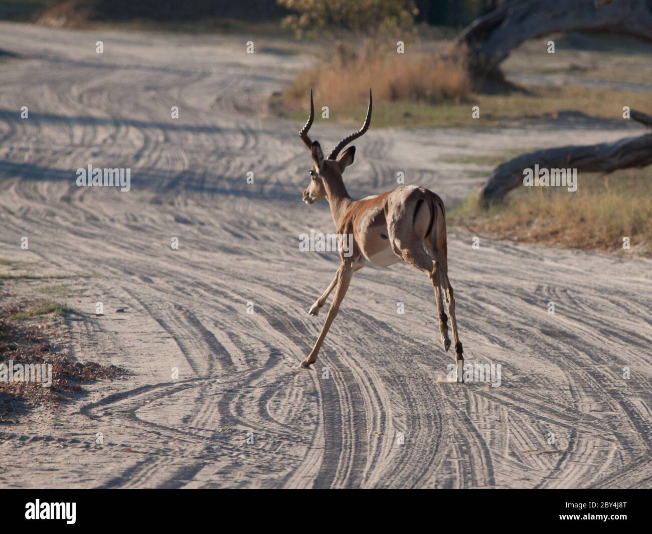 Running impala hi-res stock photography and images - Alamy