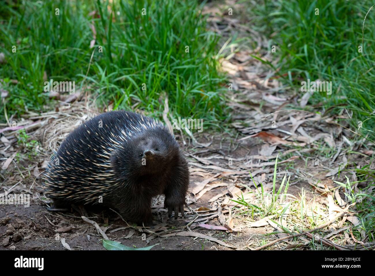 Echidna habitat hi-res stock photography and images - Alamy