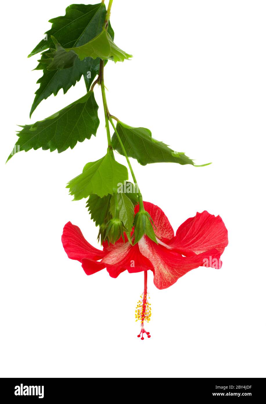 red hibiscus flower Stock Photo - Alamy