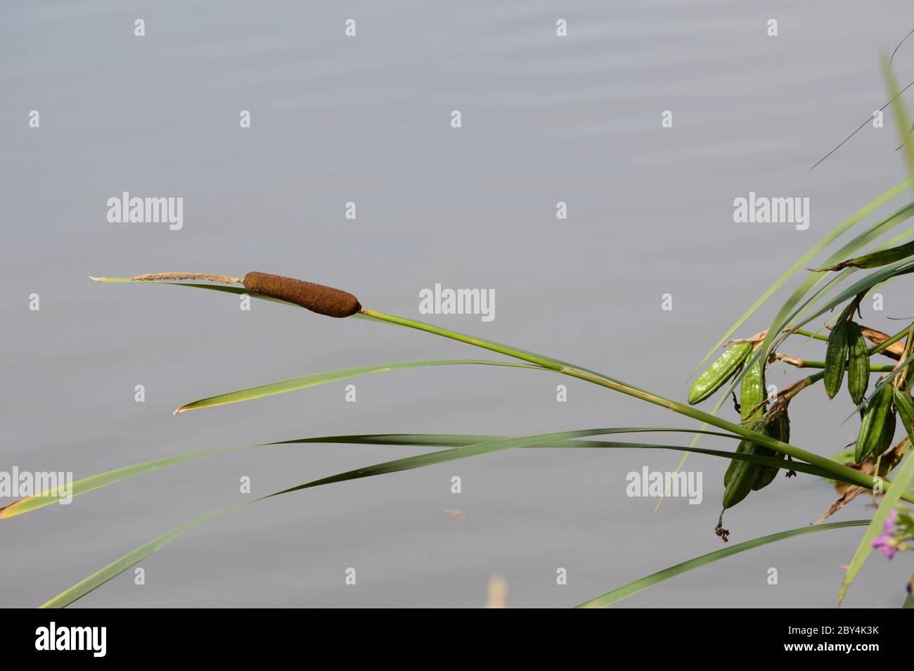 Bulrush and grass hi-res stock photography and images - Alamy