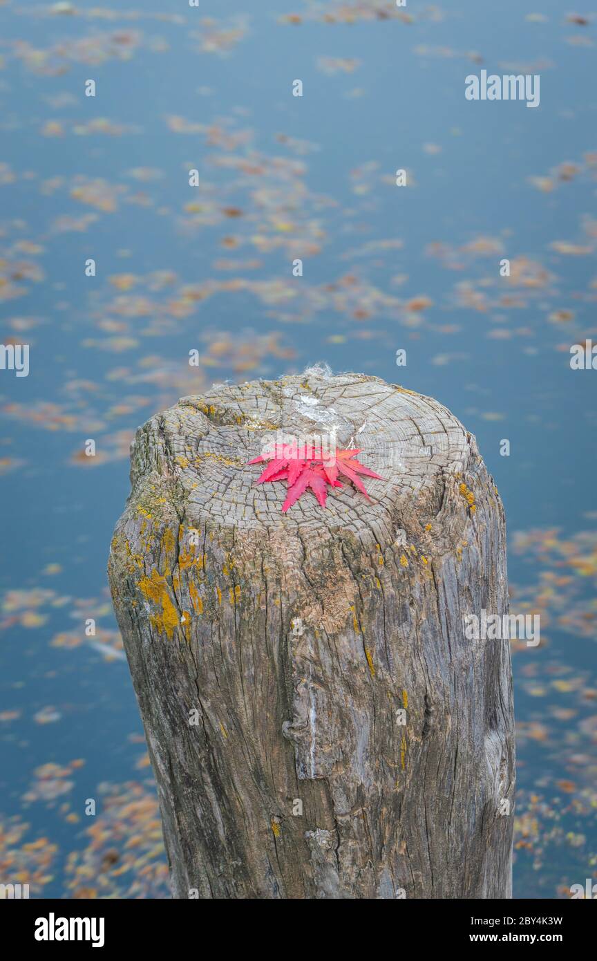Bright red Maple leaves kept on a wooden log floating in water Stock ...