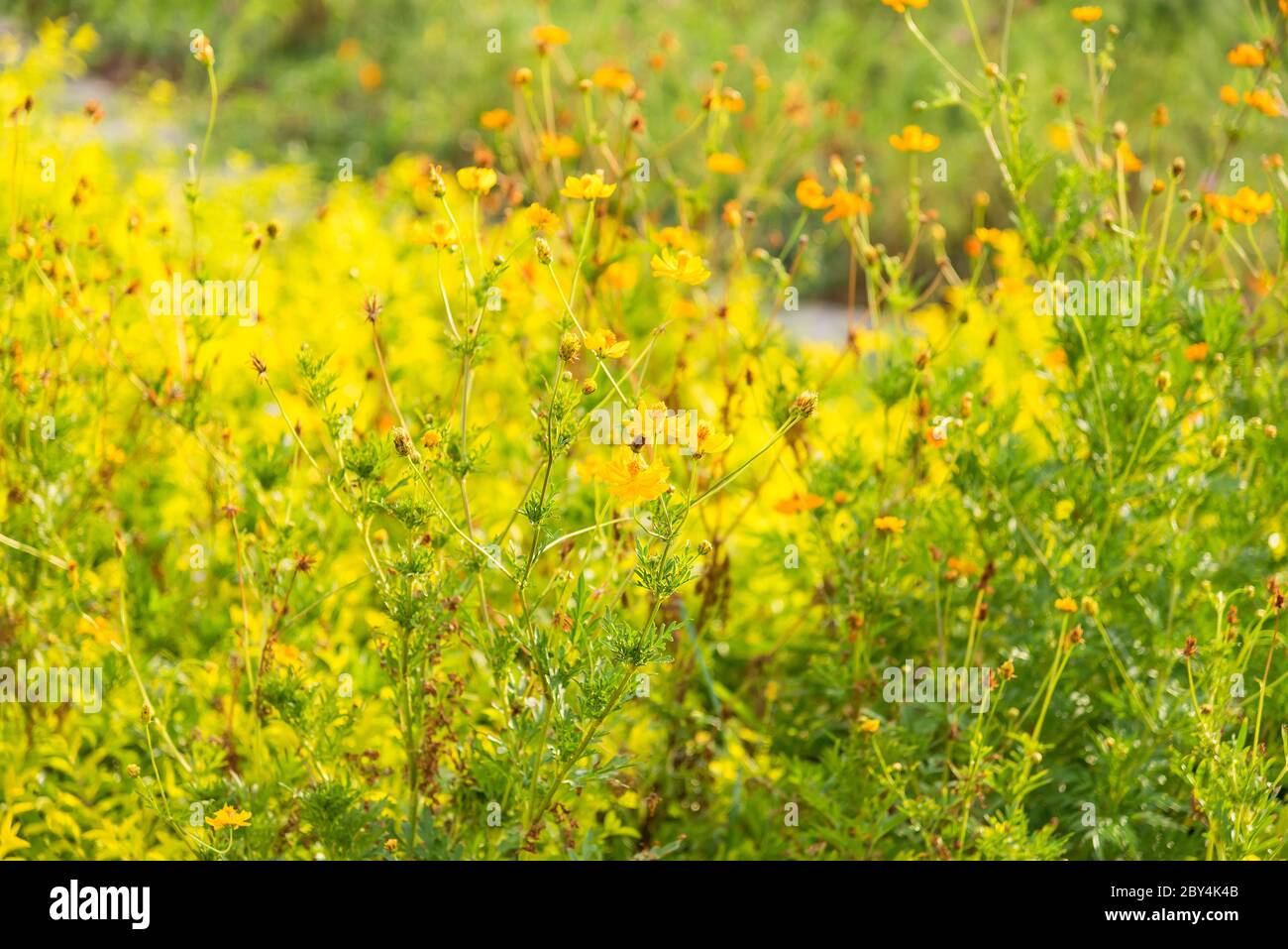 Wonderful scenery of yellow cosmos fields, blooming yellow cosmos ...