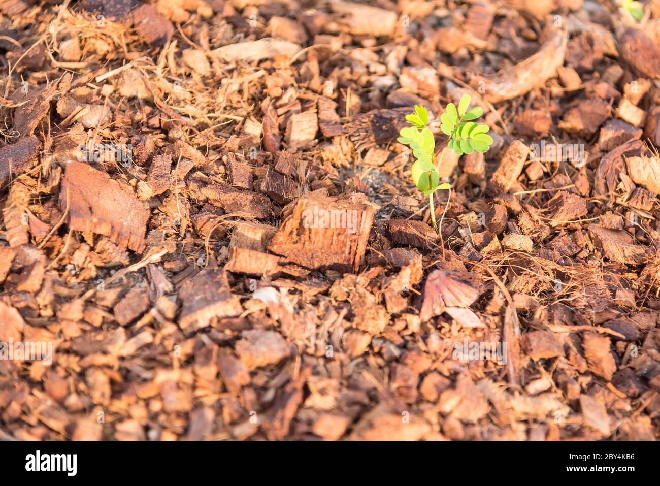 Coconut shell mixed with soil For planting trees. organic plant Concept ...