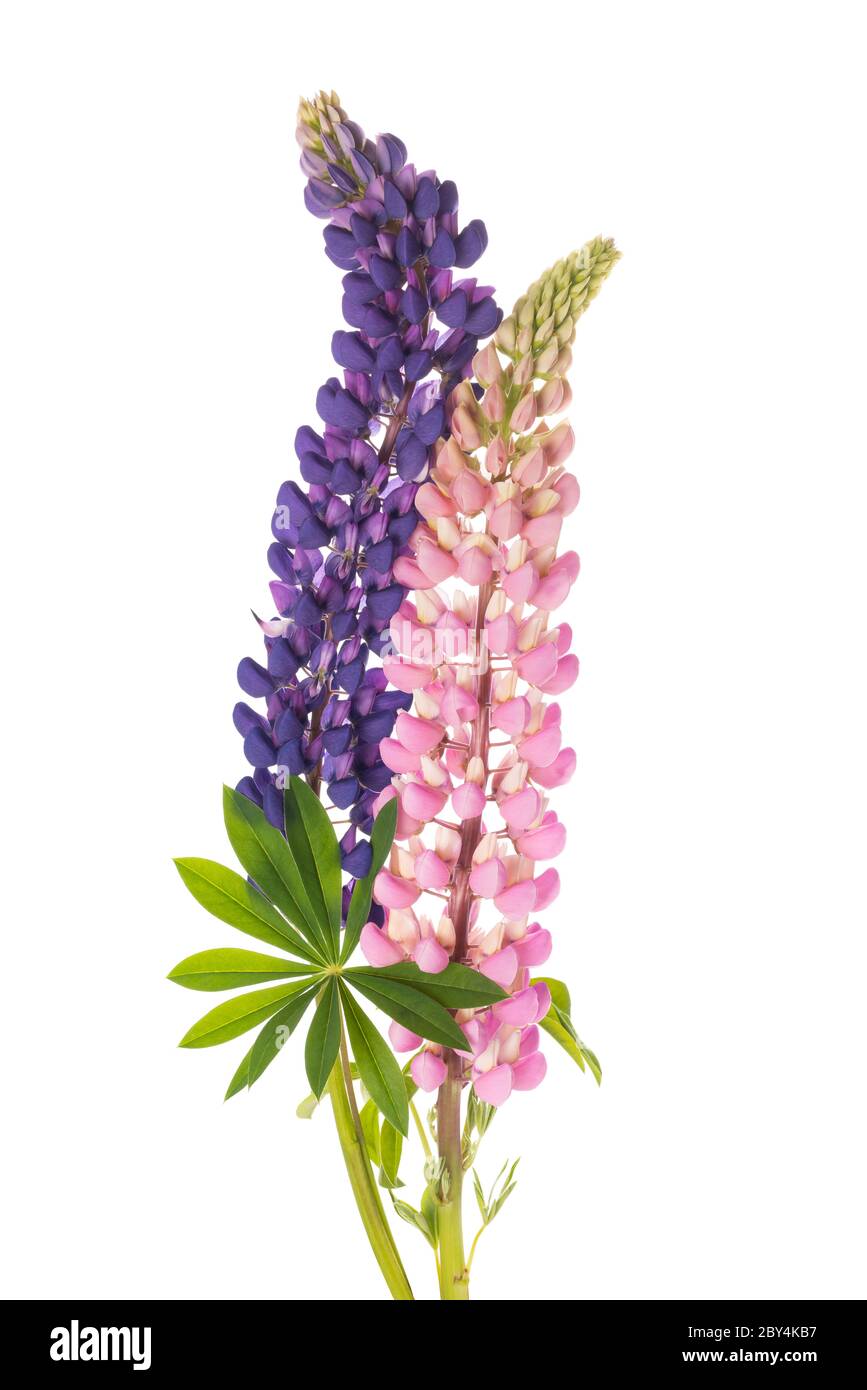 Lupin leaves hi-res stock photography and images - Alamy