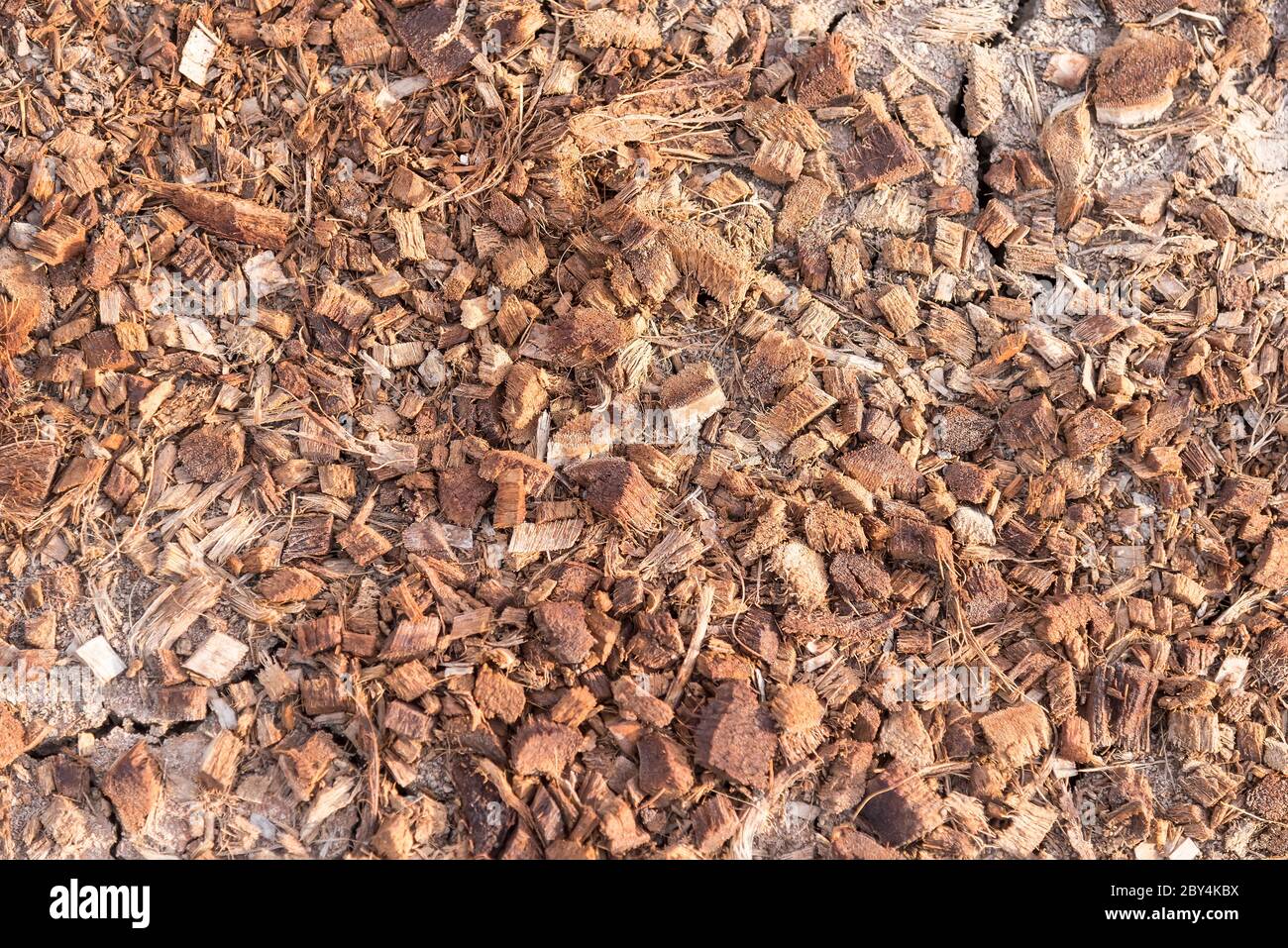 Coconut shell mixed with soil For planting trees. organic plant Concept ...