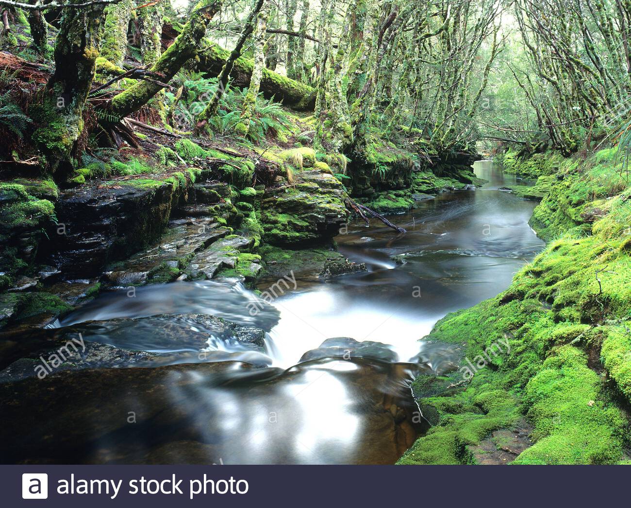 Jungle Secret High Resolution Stock Photography and Images - Alamy