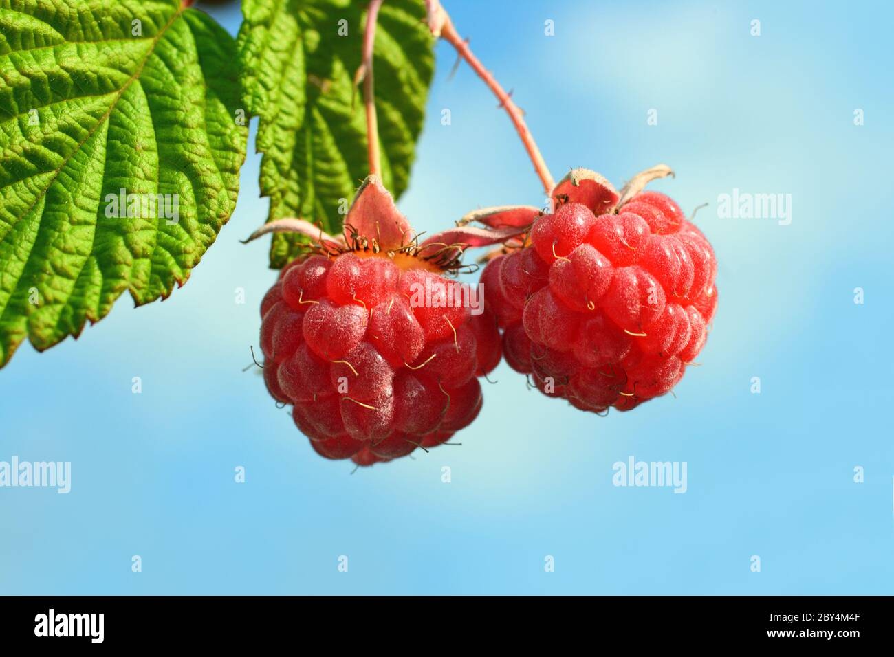 pair of raspberry Stock Photo - Alamy